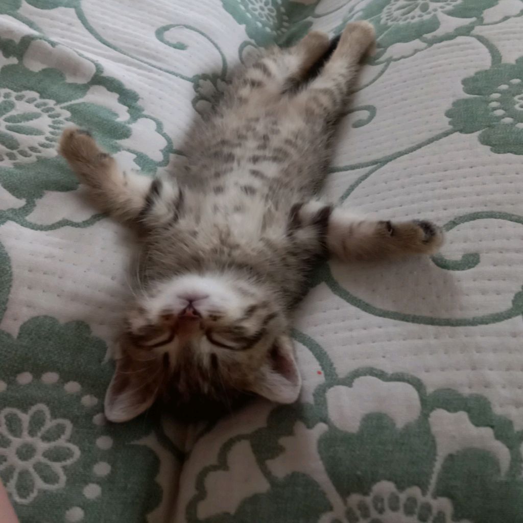 Иконка канала Кошка Милка ?