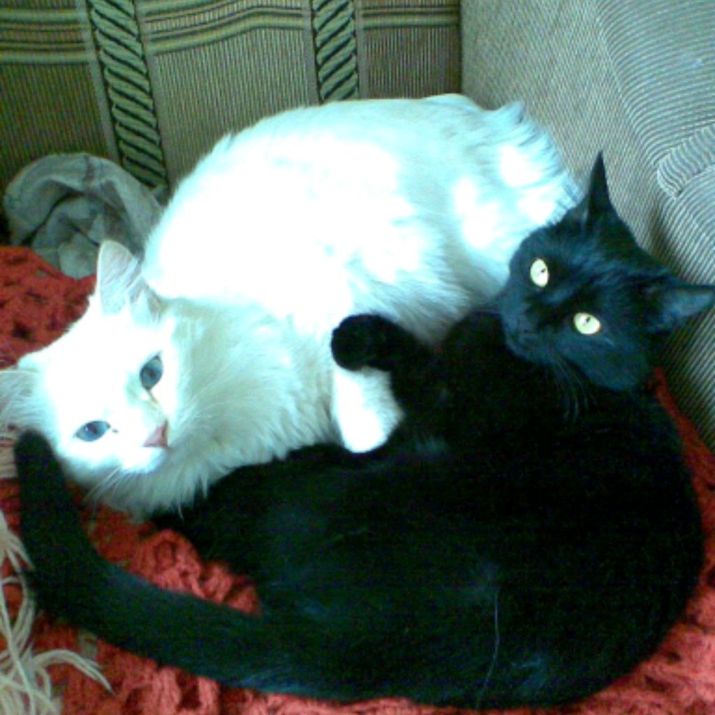 Иконка канала Бонифаций