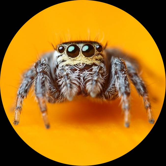 Иконка канала Exotic Paradise