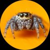 Иконка канала Exotic Paradise