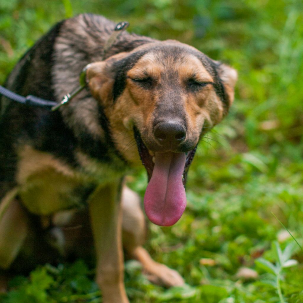 Иконка канала Приют "Зоорассвет"