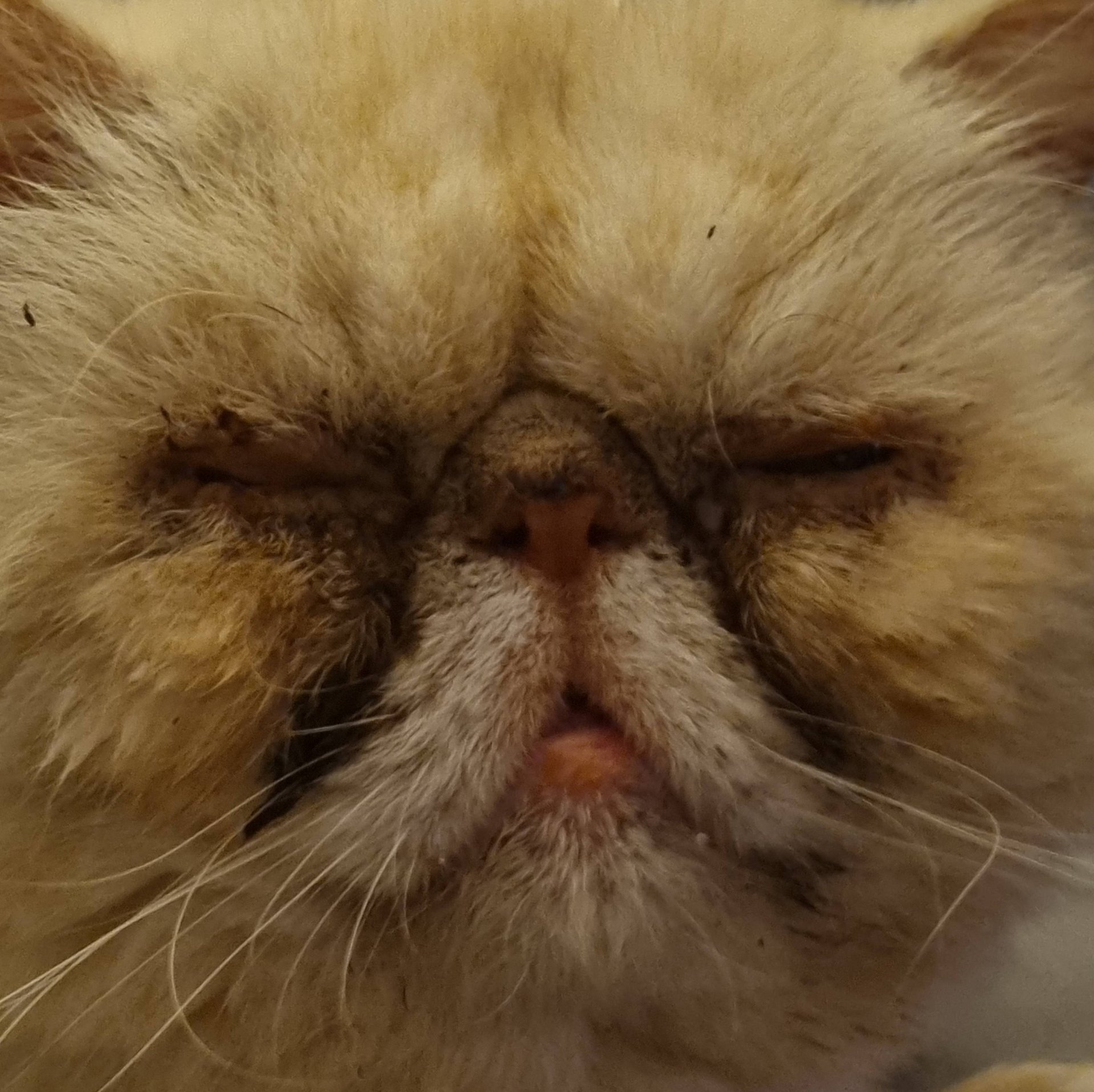 Иконка канала 168 and 180. SPQR