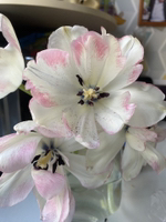 Иконка канала ЛАЙВ