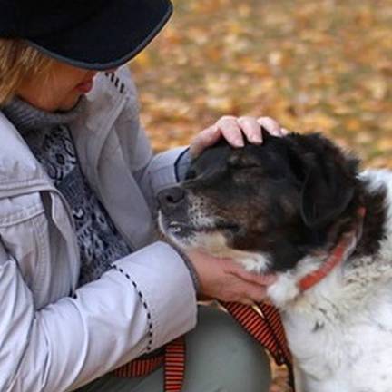 Иконка канала Собаки из приюта