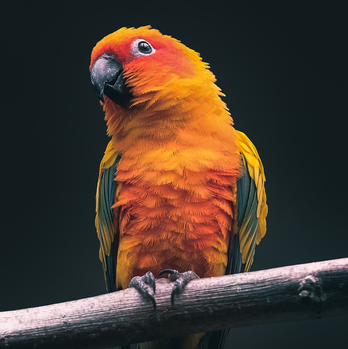 Иконка канала Попугай Соня!!! Жжёт!!!