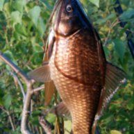 Иконка канала Рыбачья Fish-ka