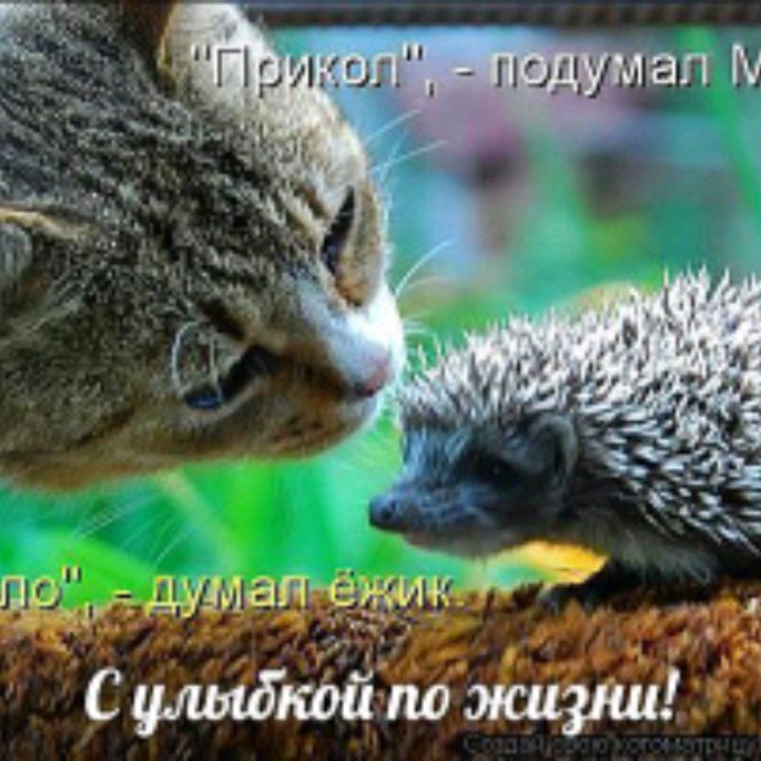 Иконка канала Ёшкин кот