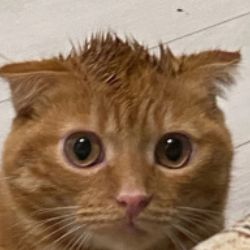 Иконка канала Котик Везучий