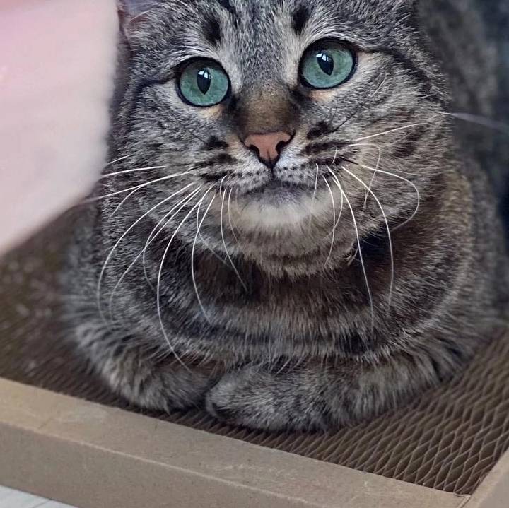 Иконка канала ♡КОГТЕМАНИЯ♡ когтеточки для кошек