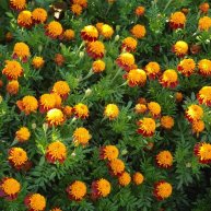 Иконка канала А у нас в Мамоне.