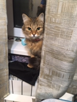 Иконка канала Всякое