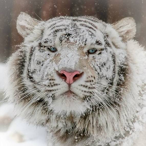 Иконка канала GuerreroRUS