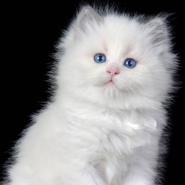 Иконка канала PlushDollRu ragdoll рэгдолл