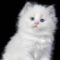 Иконка канала PlushDollRu ragdoll рэгдолл