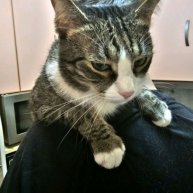 Иконка канала Котики Disel & Businka & Musinka