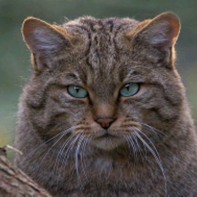 Иконка канала Кон_Бачев