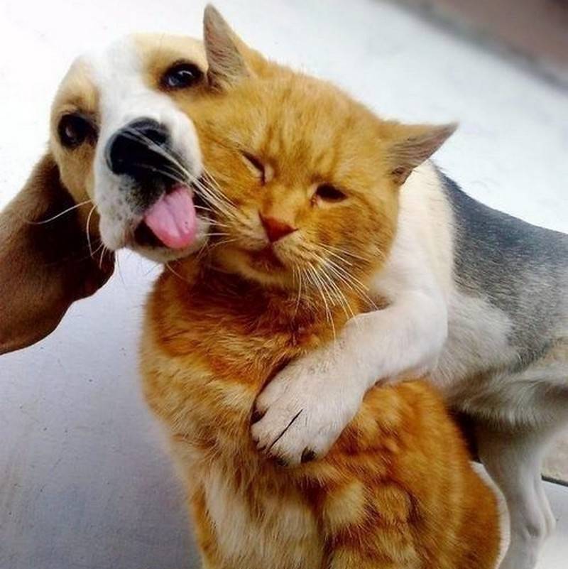 Иконка канала Звериная комедия