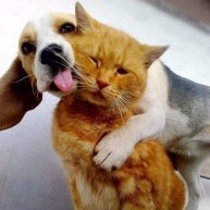 Иконка канала Звериная комедия