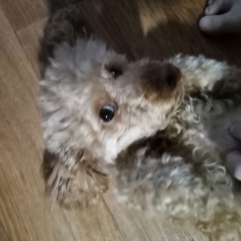 Иконка канала Вискус