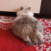 Иконка канала Алиса и Вискулёк