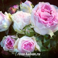 Иконка канала Питомник Роза Кубань