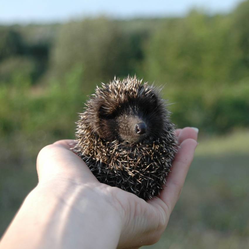 Иконка канала Крестьянская усадьба Многая лета