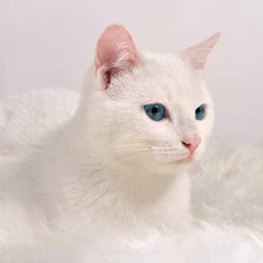 Иконка канала Kiso Kisovna