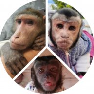 Иконка канала Monkey Pride