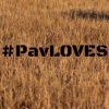 Иконка канала #PavLOVES