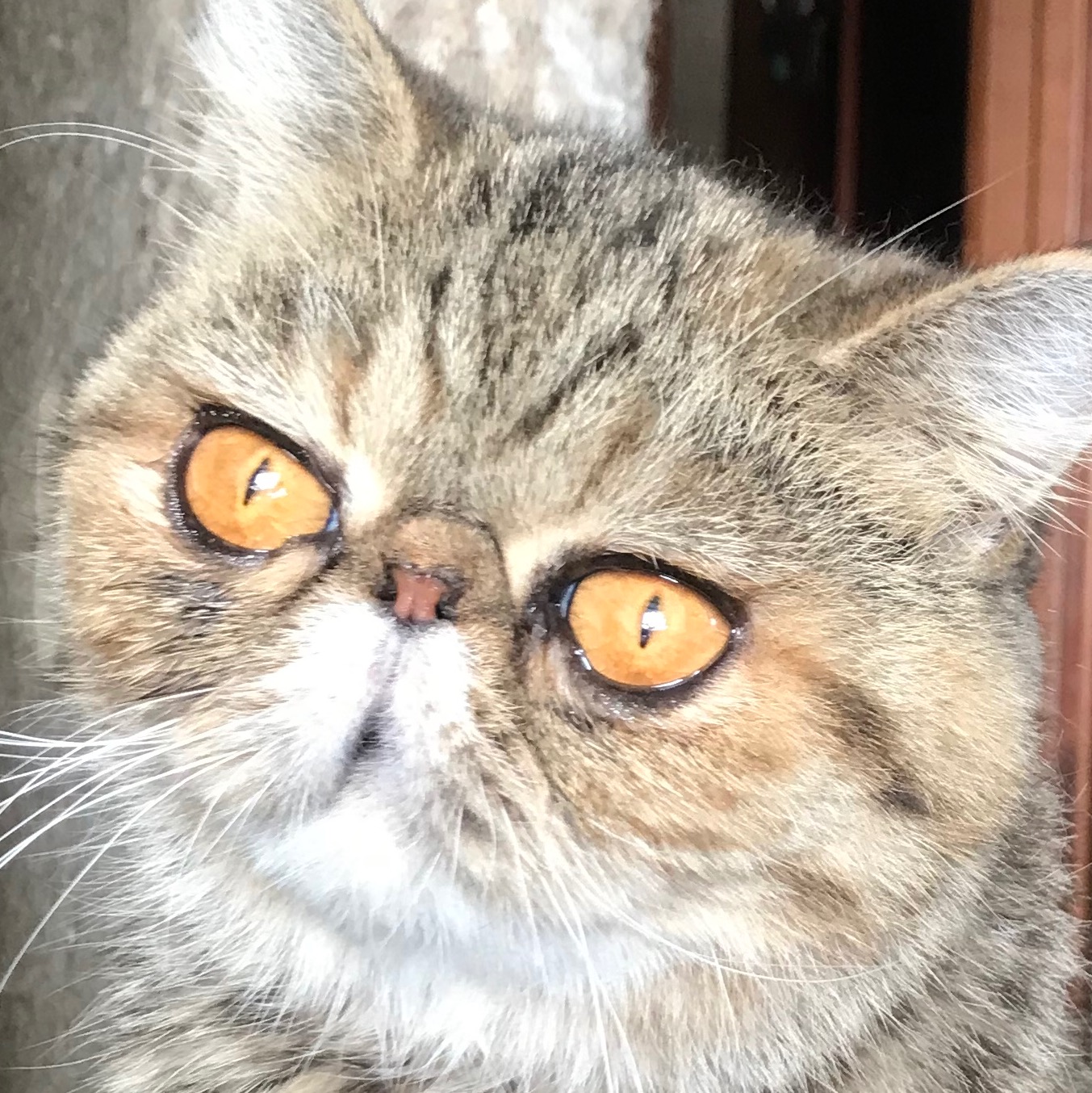 Иконка канала exotic_kittens_cfa