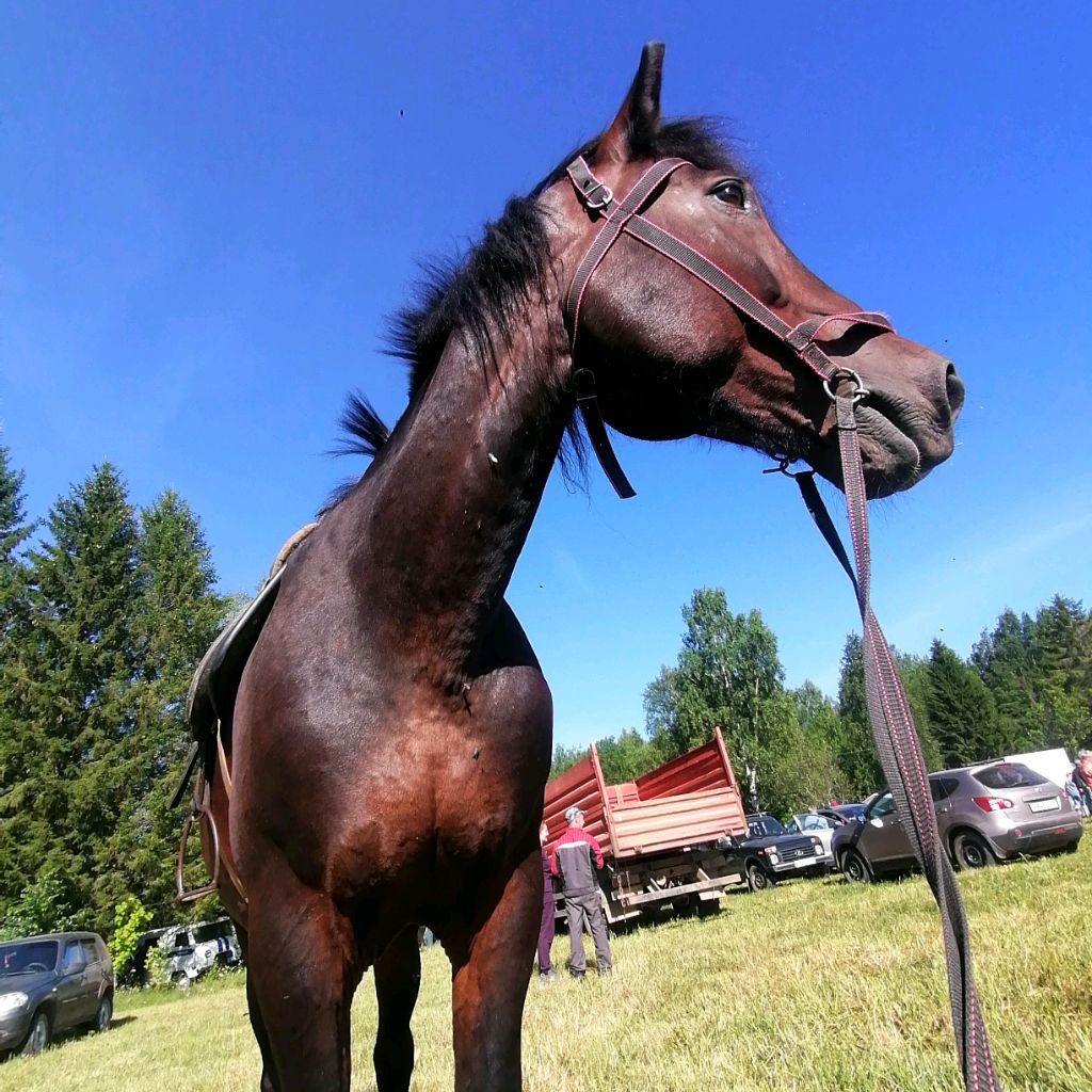 Иконка канала StableBot