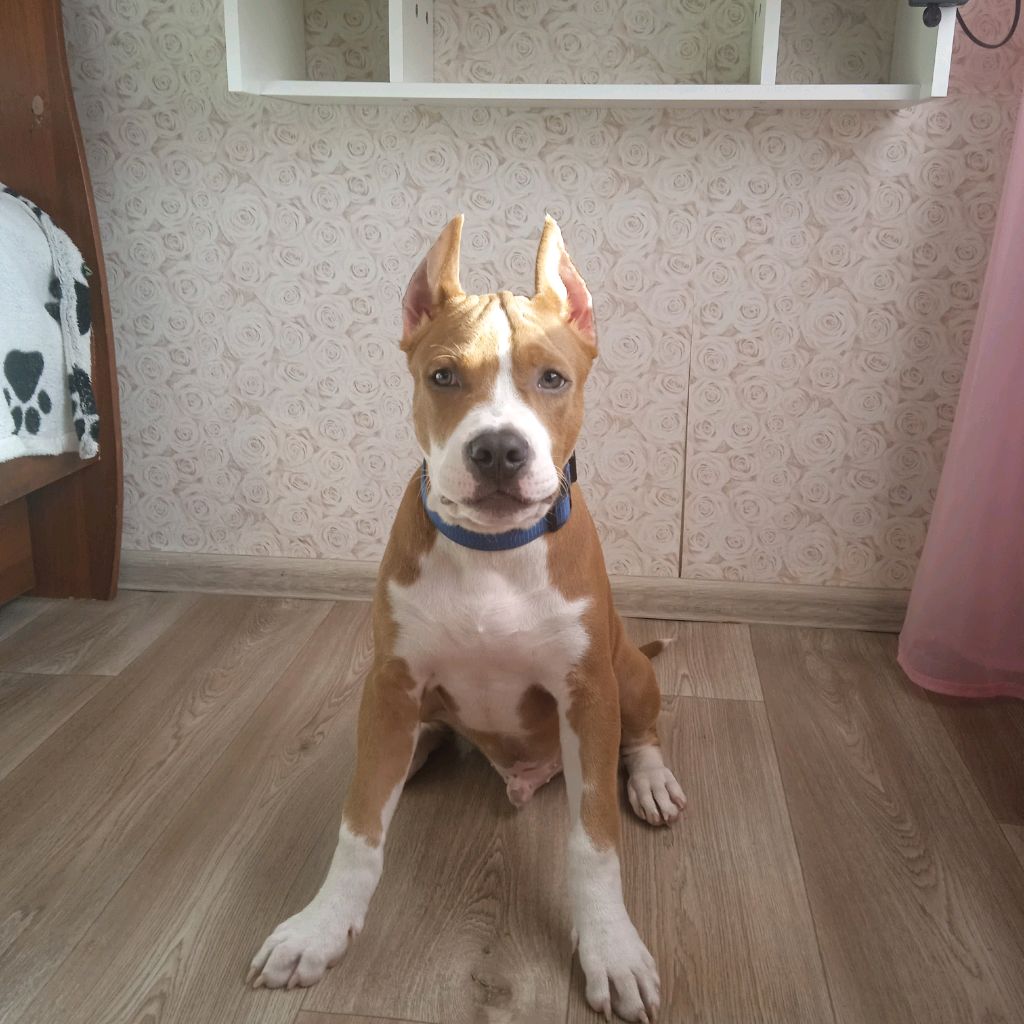 Иконка канала Стафф Джокер