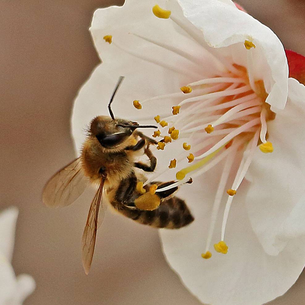 Иконка канала Apis