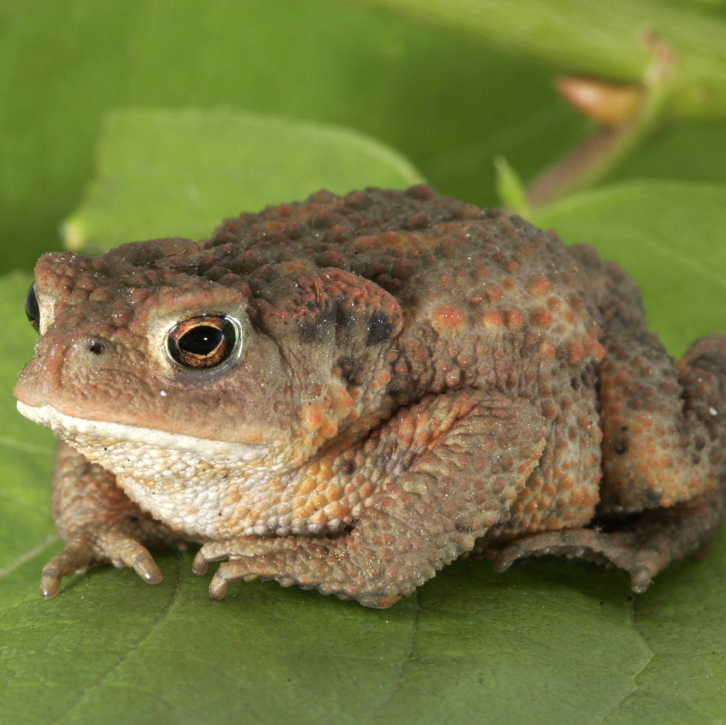 Иконка канала Nikolay Reptile!