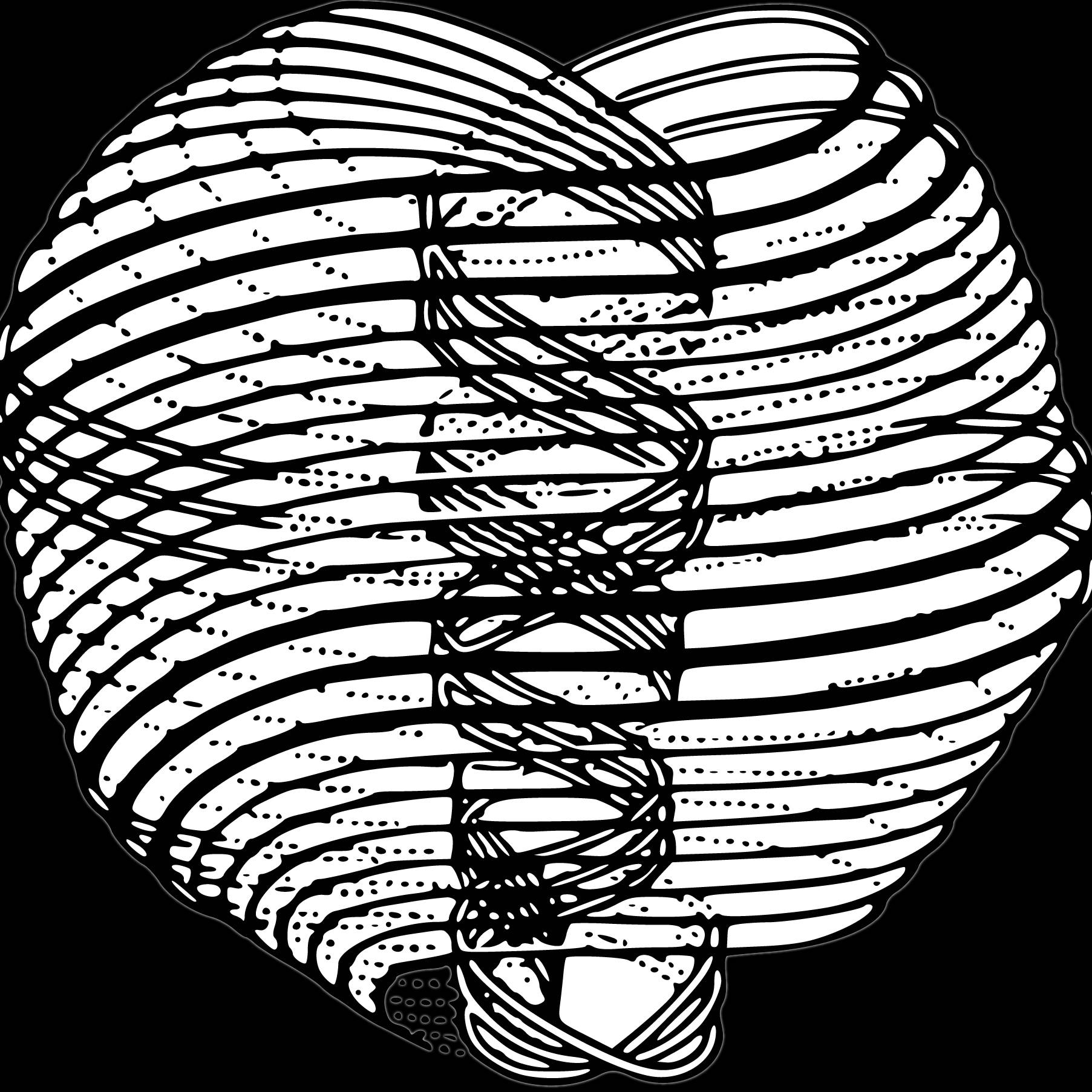 Иконка канала Биодинамика. Школа Нулевая Волна