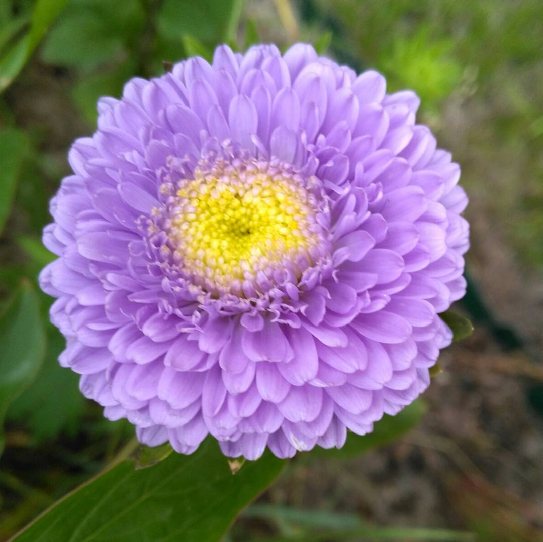 Иконка канала Elena