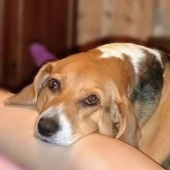 Иконка канала RutaDog