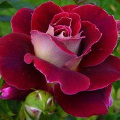 Иконка канала Anatta