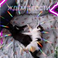 Иконка канала Забавные Дети и Кошки!