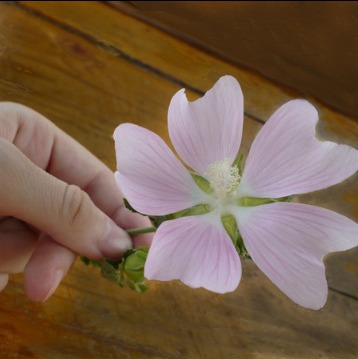 Иконка канала Елена Мимоза