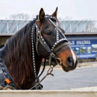 Иконка канала Терский Казак