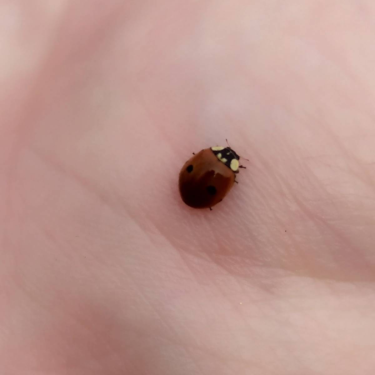 Иконка канала ПятачокGame