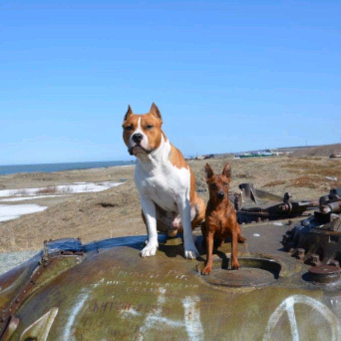 Иконка канала Anastasia_ZZZ