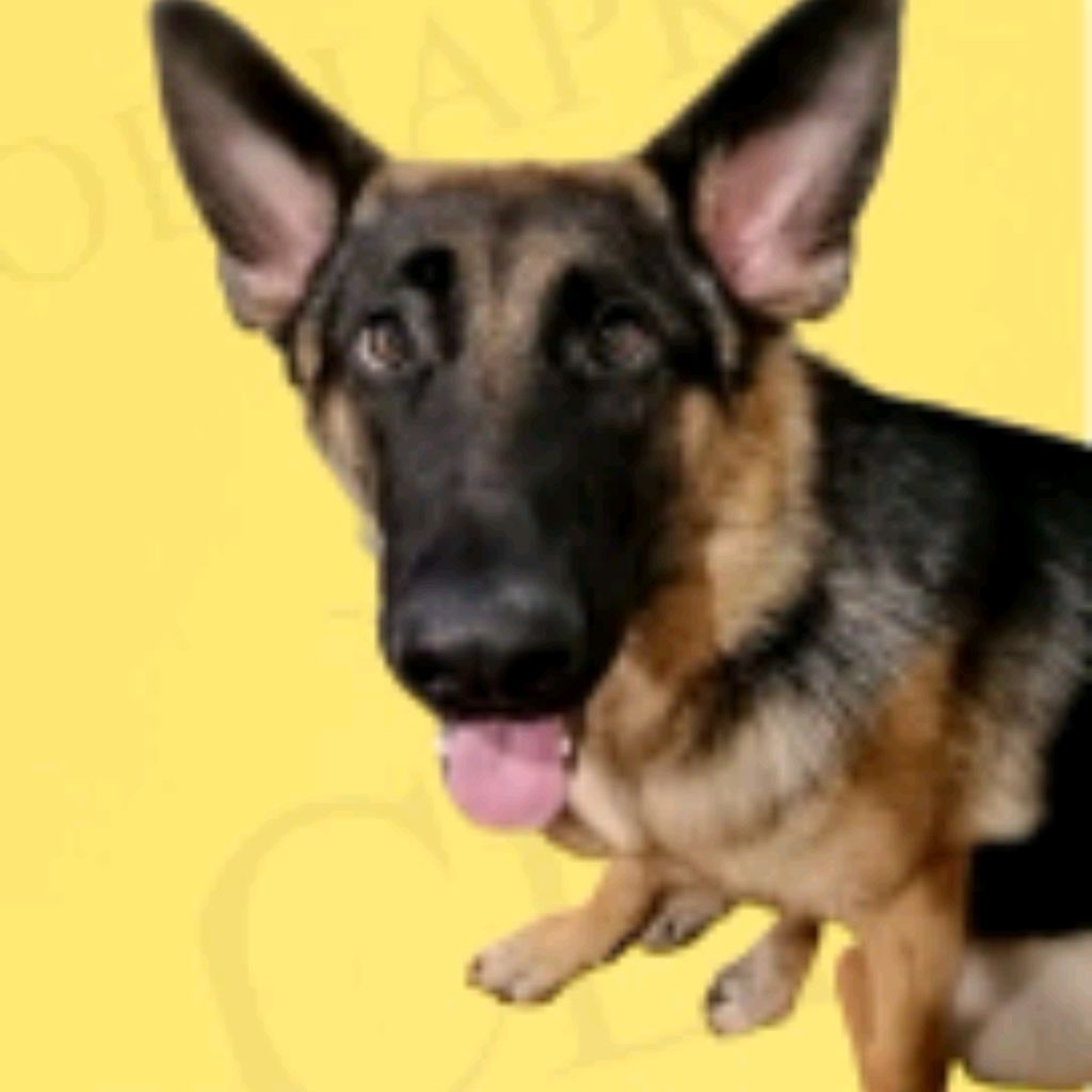 Иконка канала Наша Сенди из чемпионской семьи