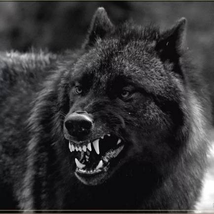 Иконка канала Зверьё моё