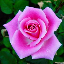 Иконка канала Минусинская долина