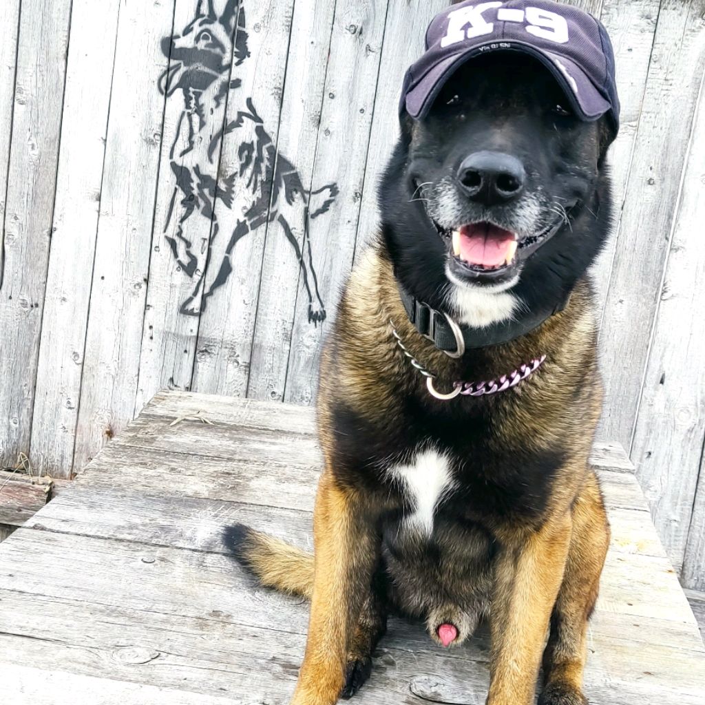 Иконка канала DoGMan