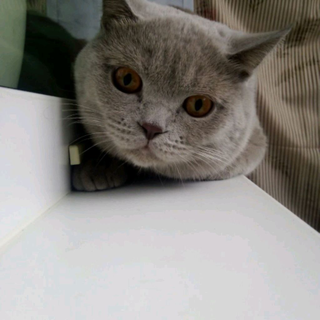 Иконка канала Richie_brit