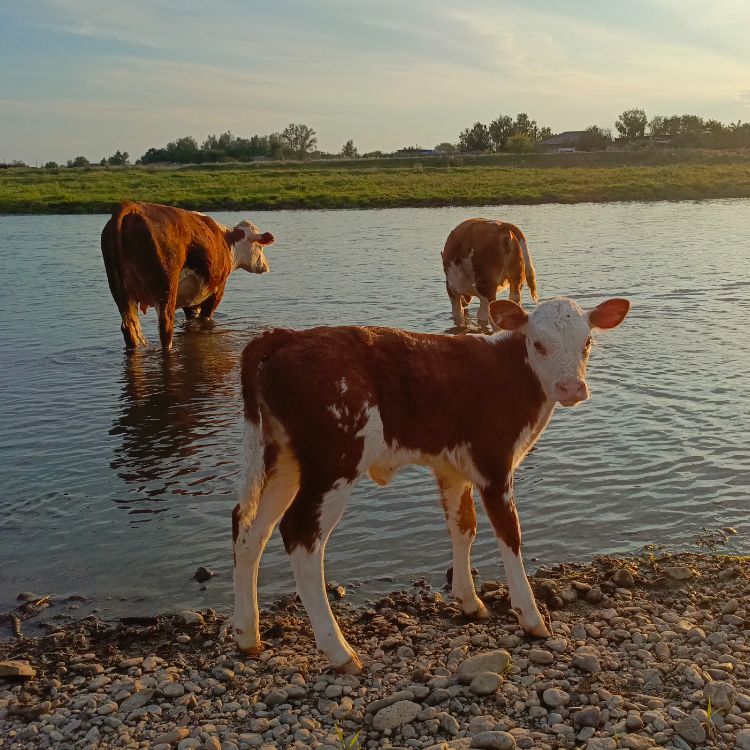 Иконка канала Дилетанты из деревни.