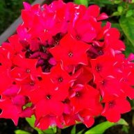 Иконка канала ФЛОКСЫ.МОСКВА